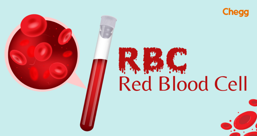 RBC Full Form Red Blood Cell Functions And Disorders RBC Full Form Red Blood Cell Functions And Disorders