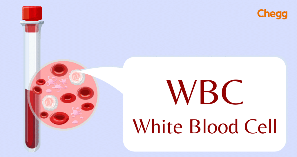 WBC Full Form: 5 positive Insights into White Blood Cells