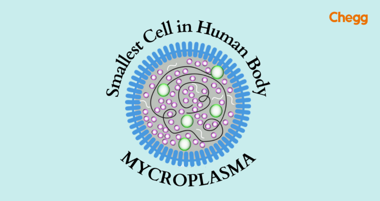 Smallest Cell in Human Body: The Powerful Role of Sperm 2025