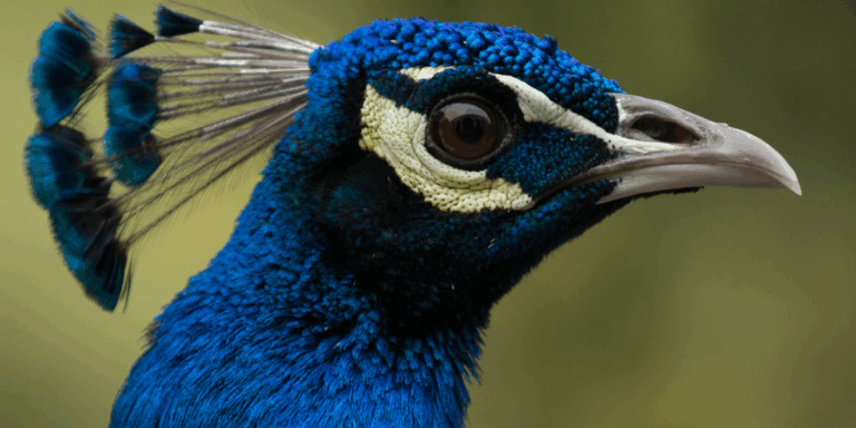 National Bird of India: 10 Fascinating Facts to Explore