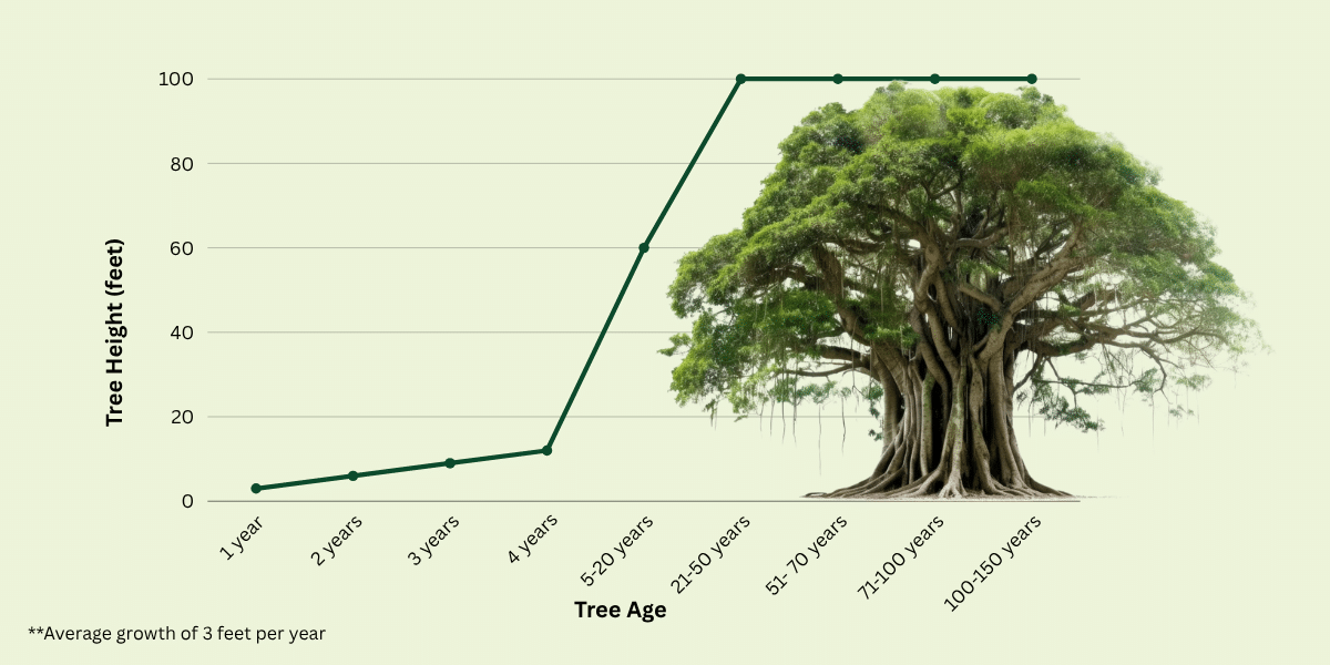 National Tree of India: The Banyan Tree (Ficus benghalensis)