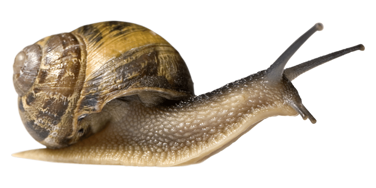 What is the Slowest Animal in the World? Meet the Top 7