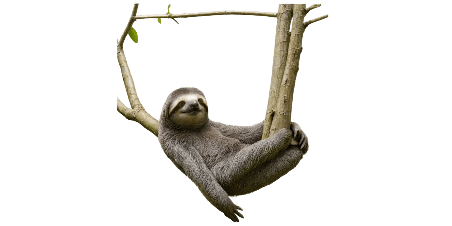 What is the Slowest Animal in the World? Meet the Top 7