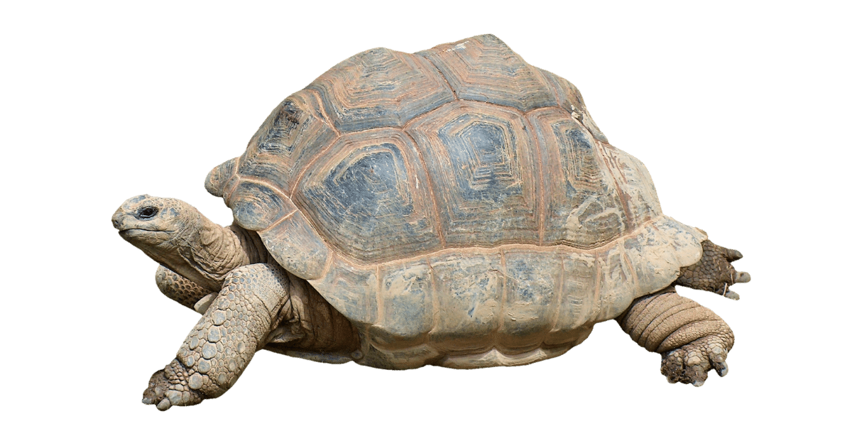 What is the Slowest Animal in the World? Meet the Top 7