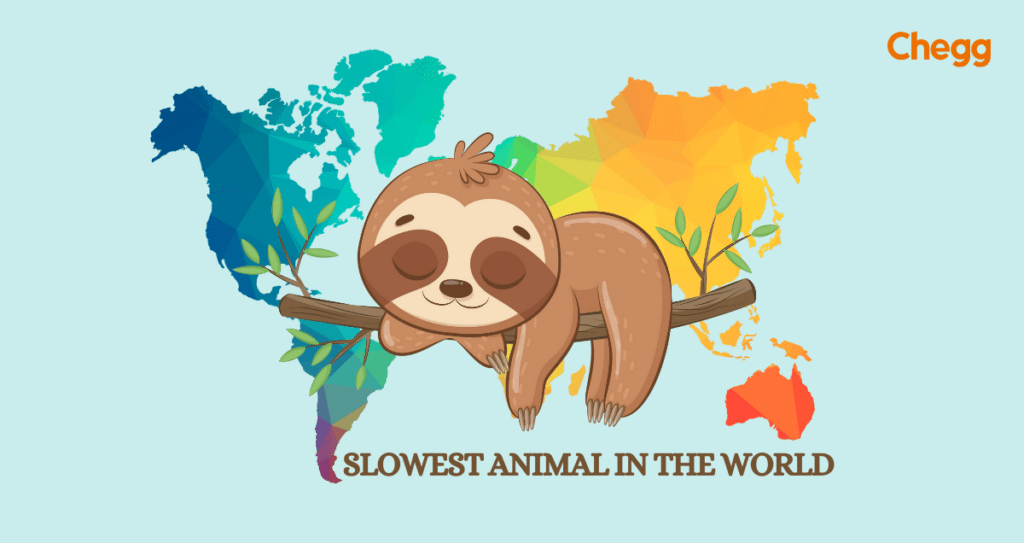 7 Slowest Animal in the World: Fascinating & Peaceful List