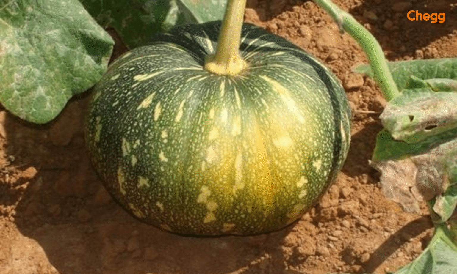 National Vegetable of India: 7 Amazing Benefits Revealed!