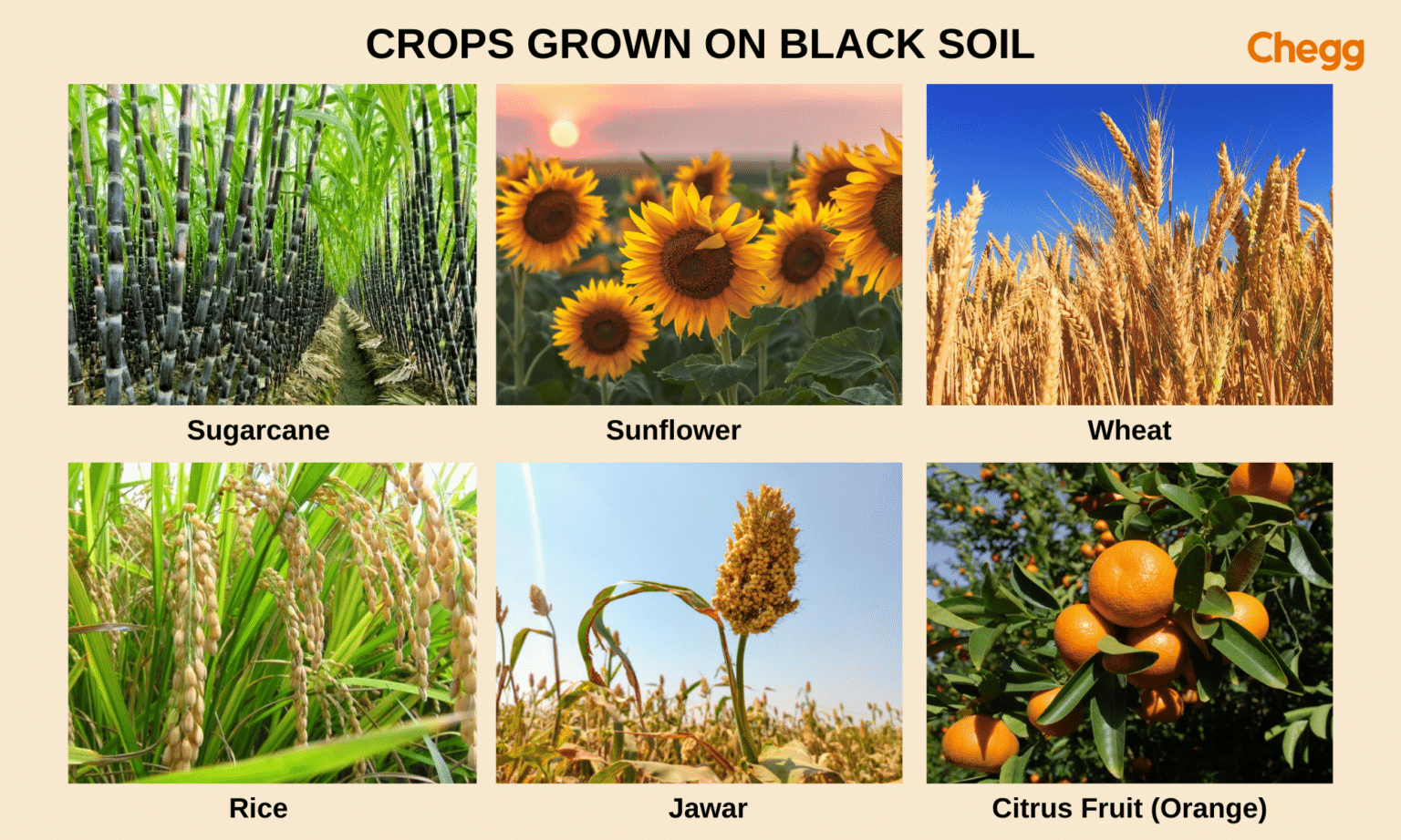 Black Soil (Regur): Properties, Crops & Distribution