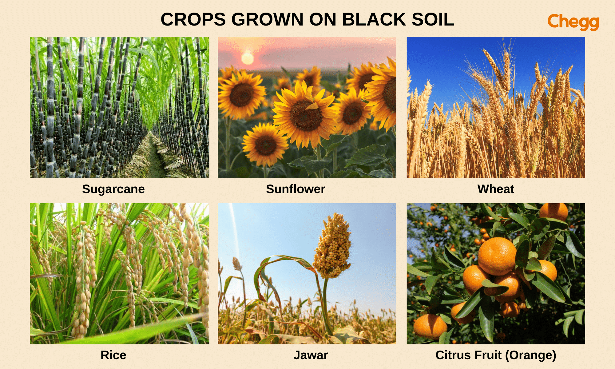 Black Soil (Regur): Properties, Crops & Distribution