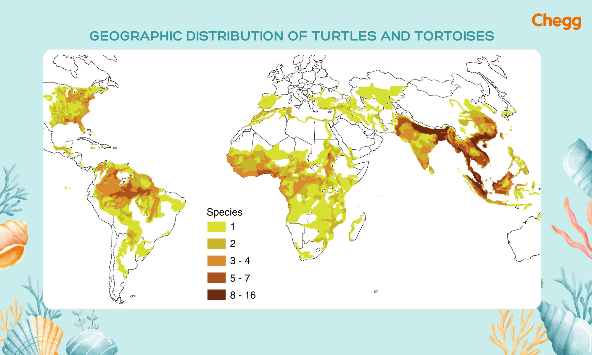 5 Amazing Difference between Turtle and Tortoise You'll Love