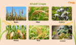 Crop Seasons in India: Kharif, Rabi & Zaid Differences