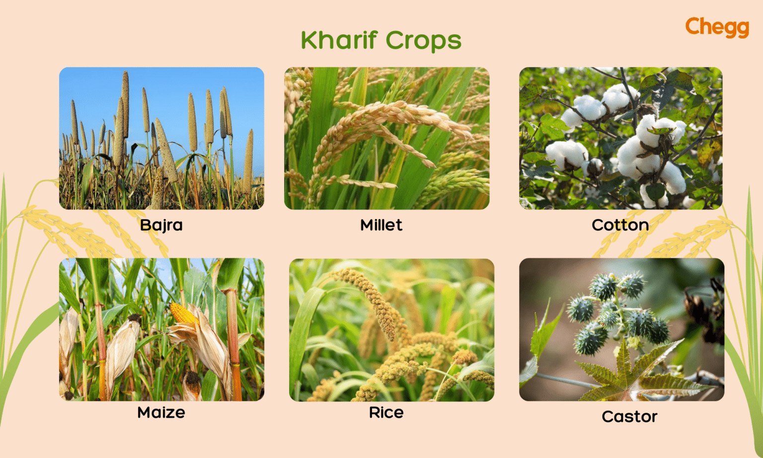 Crop Seasons in India: Kharif, Rabi & Zaid Differences