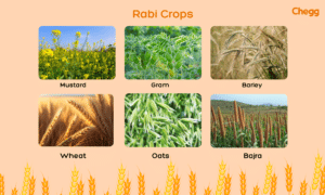 Crop Seasons in India: Kharif, Rabi & Zaid Differences