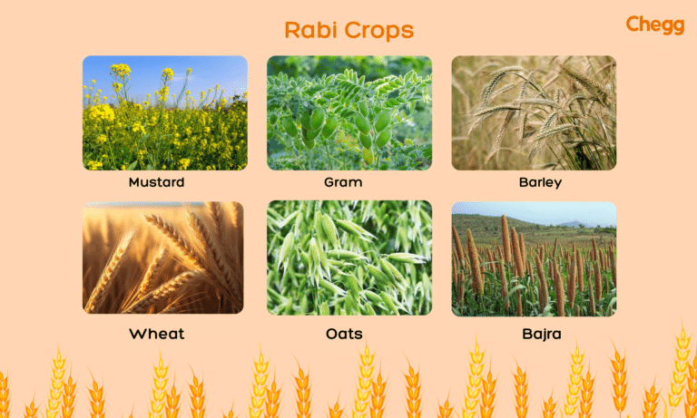 Crop Seasons in India: Kharif, Rabi & Zaid Differences