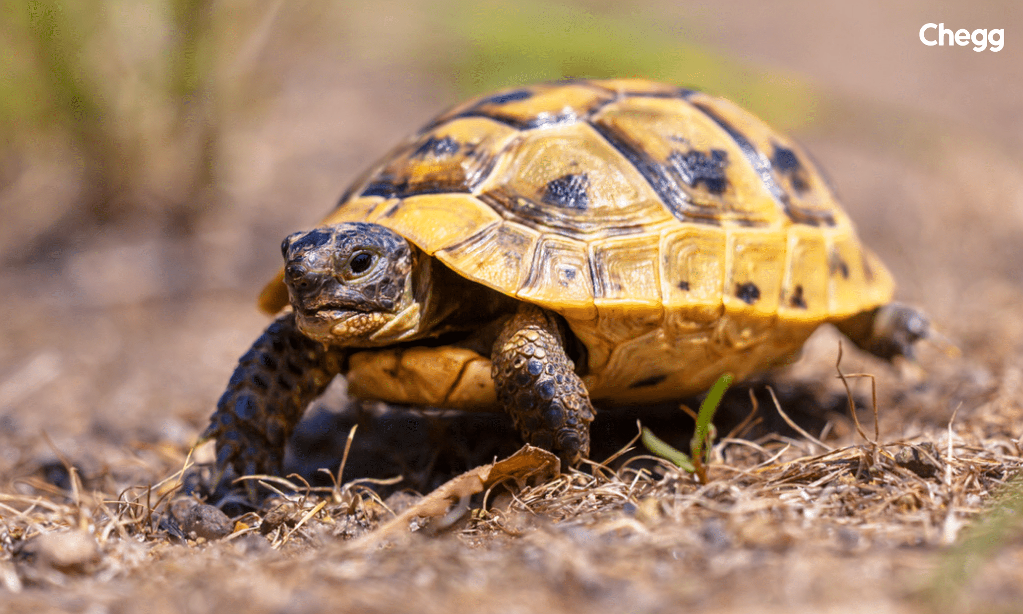 5 Amazing Difference between Turtle and Tortoise You'll Love