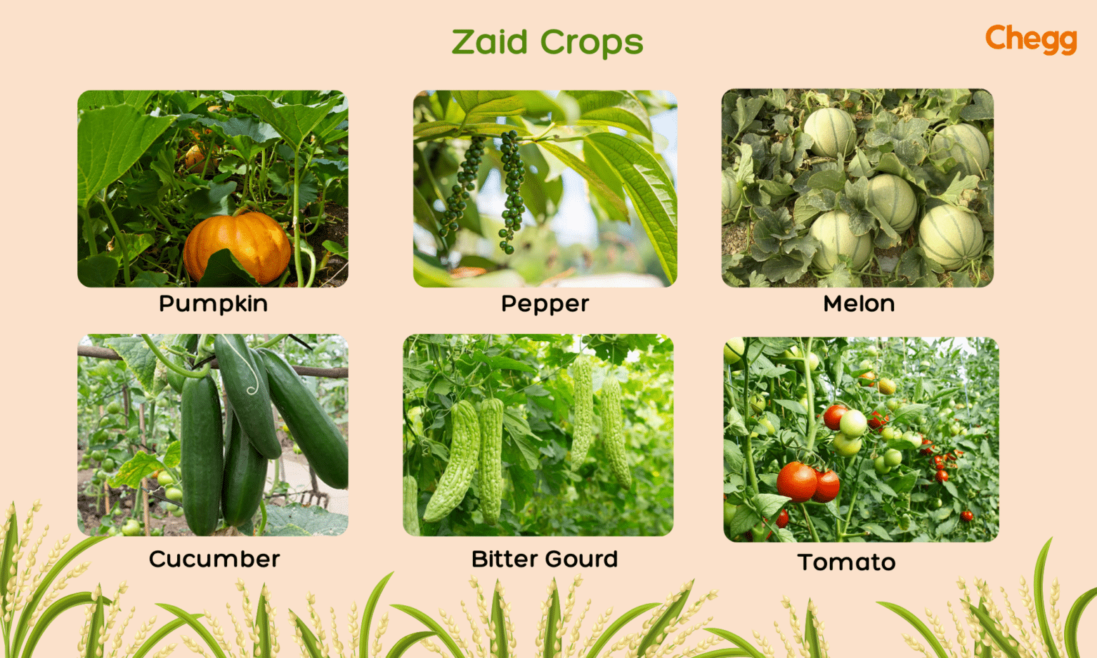 Crop Seasons in India: Kharif, Rabi & Zaid Differences