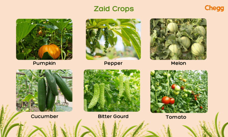 Crop Seasons in India: Kharif, Rabi & Zaid Differences