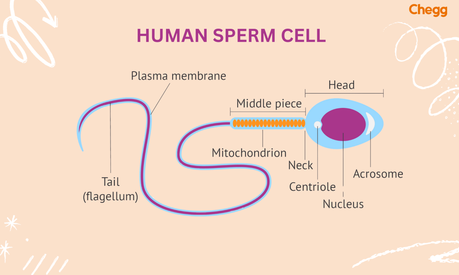 Smallest Cell in Human Body: 5 Amazing Function
