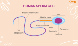 Smallest Cell in Human Body: 5 Amazing Function