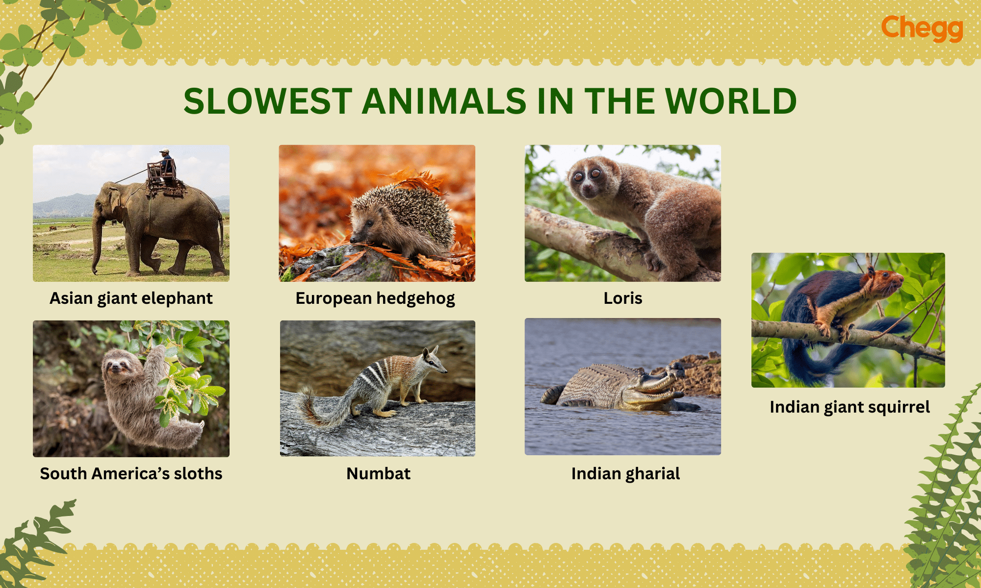 7 Slowest Animal in the World: Fascinating & Peaceful List