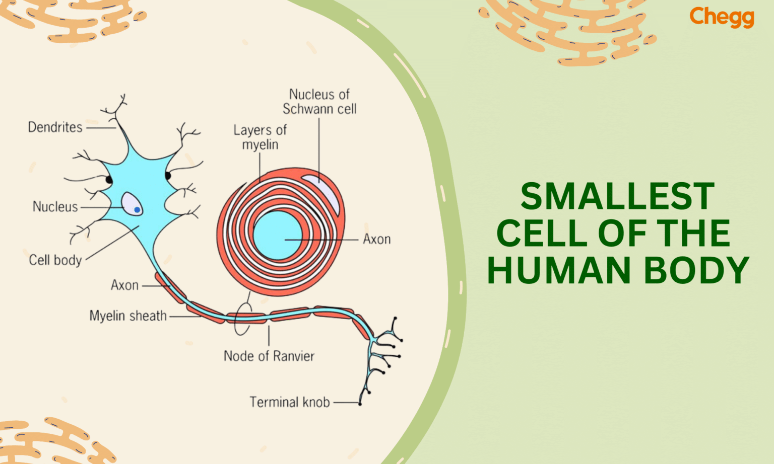 Smallest Cell in Human Body: 5 Amazing Function