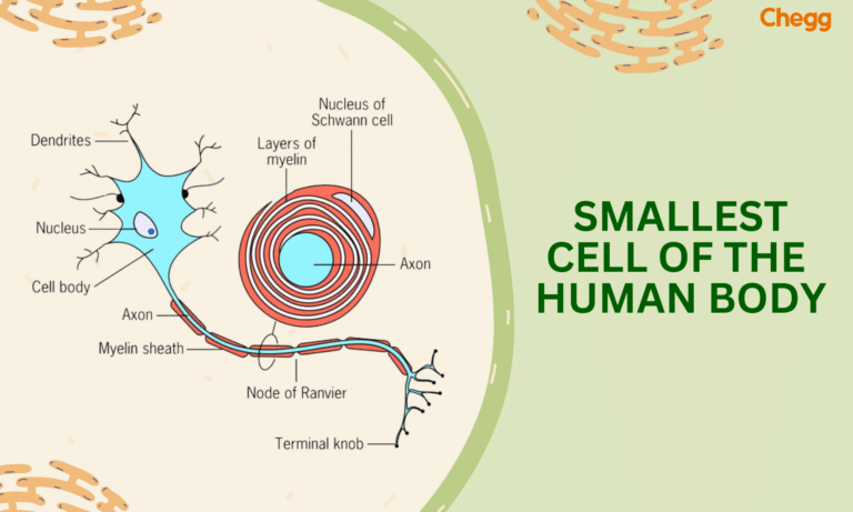 Smallest Cell in Human Body: 5 Amazing Function