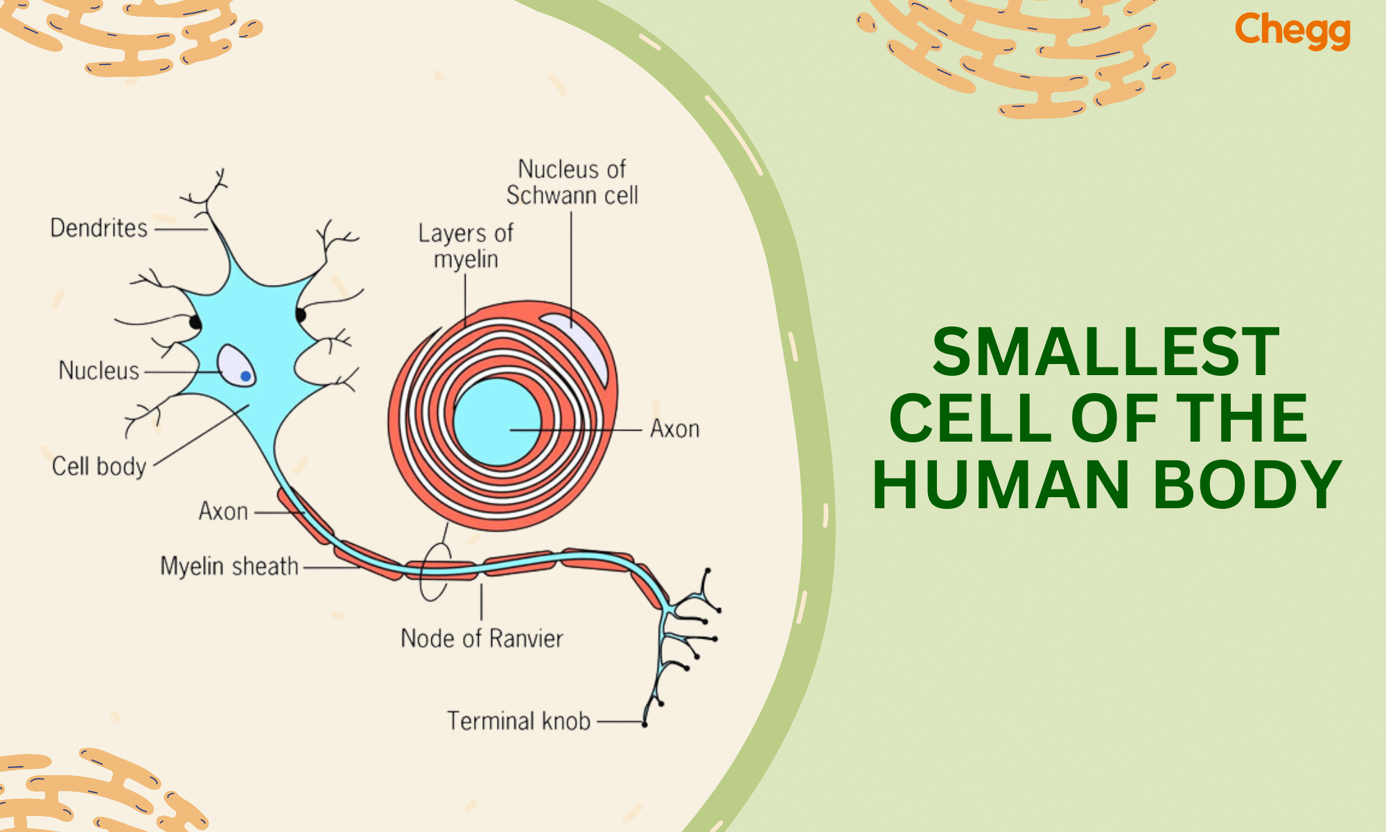 Smallest Cell in Human Body: 5 Amazing Function