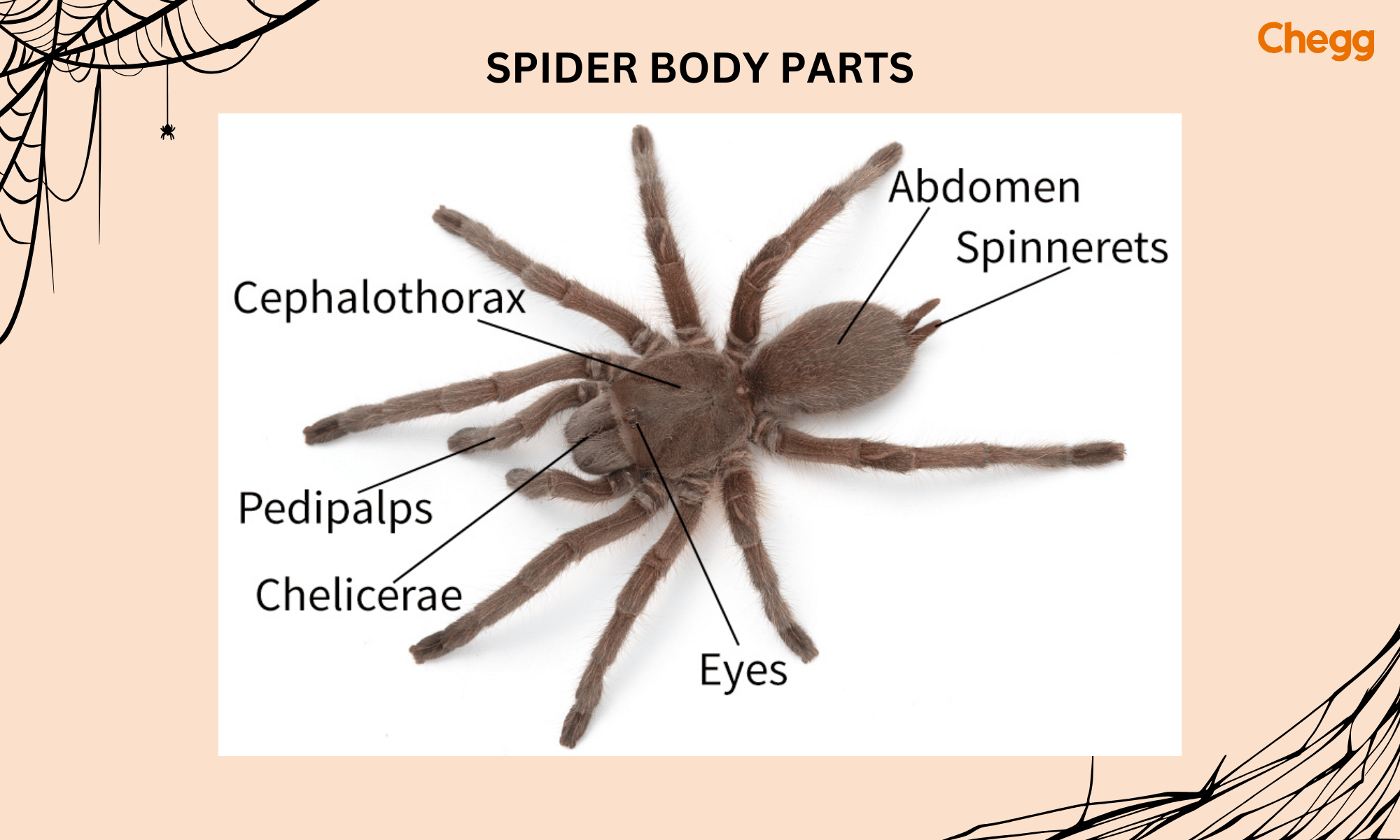 Are Spiders Insects? 5 Powerful Reasons They’re Not