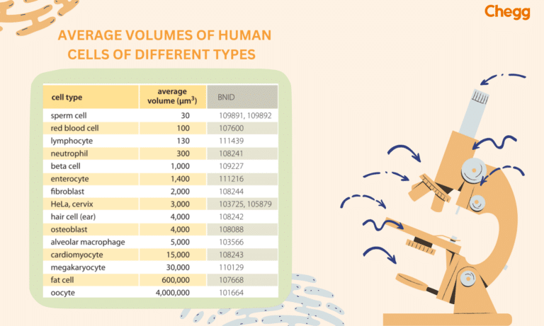 Smallest Cell in Human Body: 5 Amazing Function