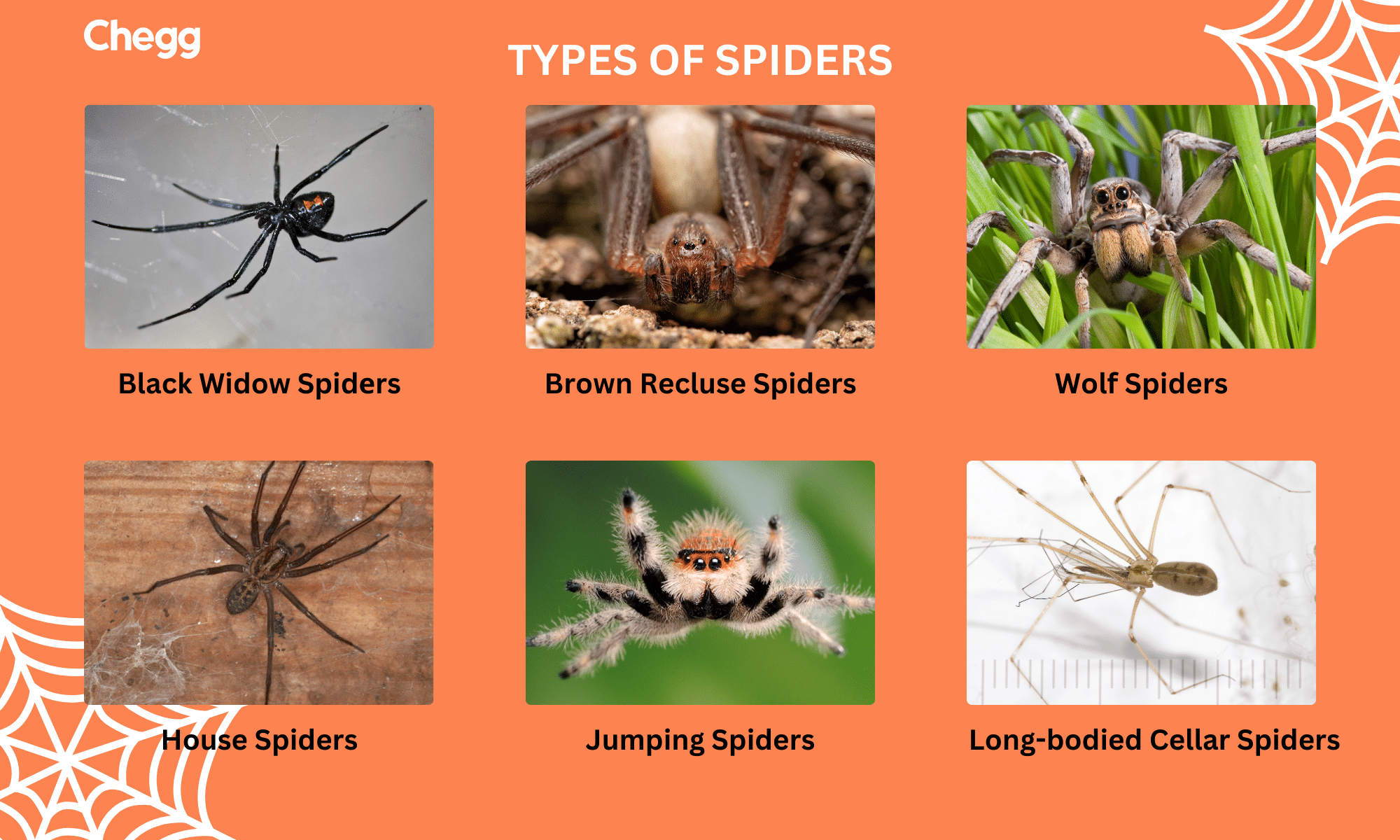 Are Spiders Insects? 5 Powerful Reasons They’re Not