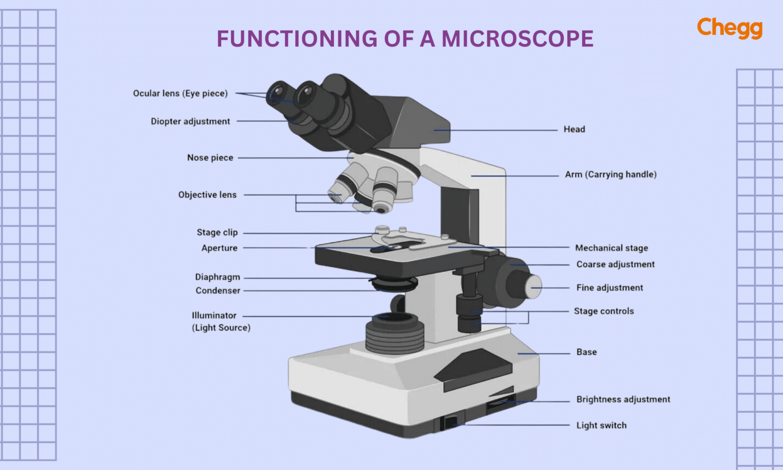 Who Discovered Microscope? 5 Incredible Breakthroughs