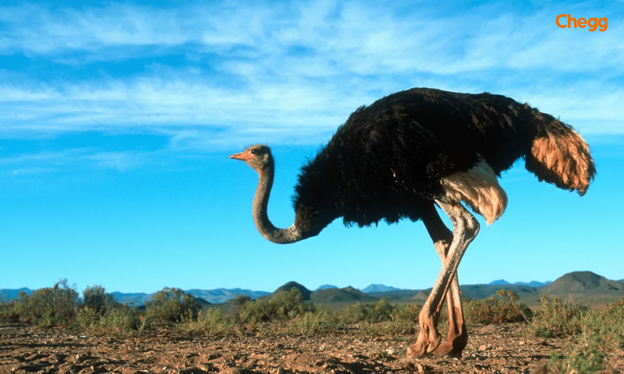 Biggest Bird in the World: The Ultimate Amazing Guide