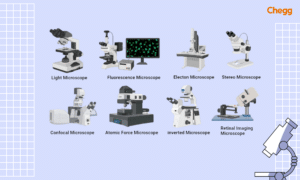 Who Discovered Microscope? 5 Incredible Breakthroughs