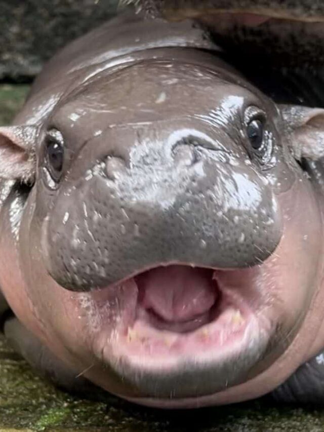 Meet Moon Deng The Viral Hippopotamus - Chegg India