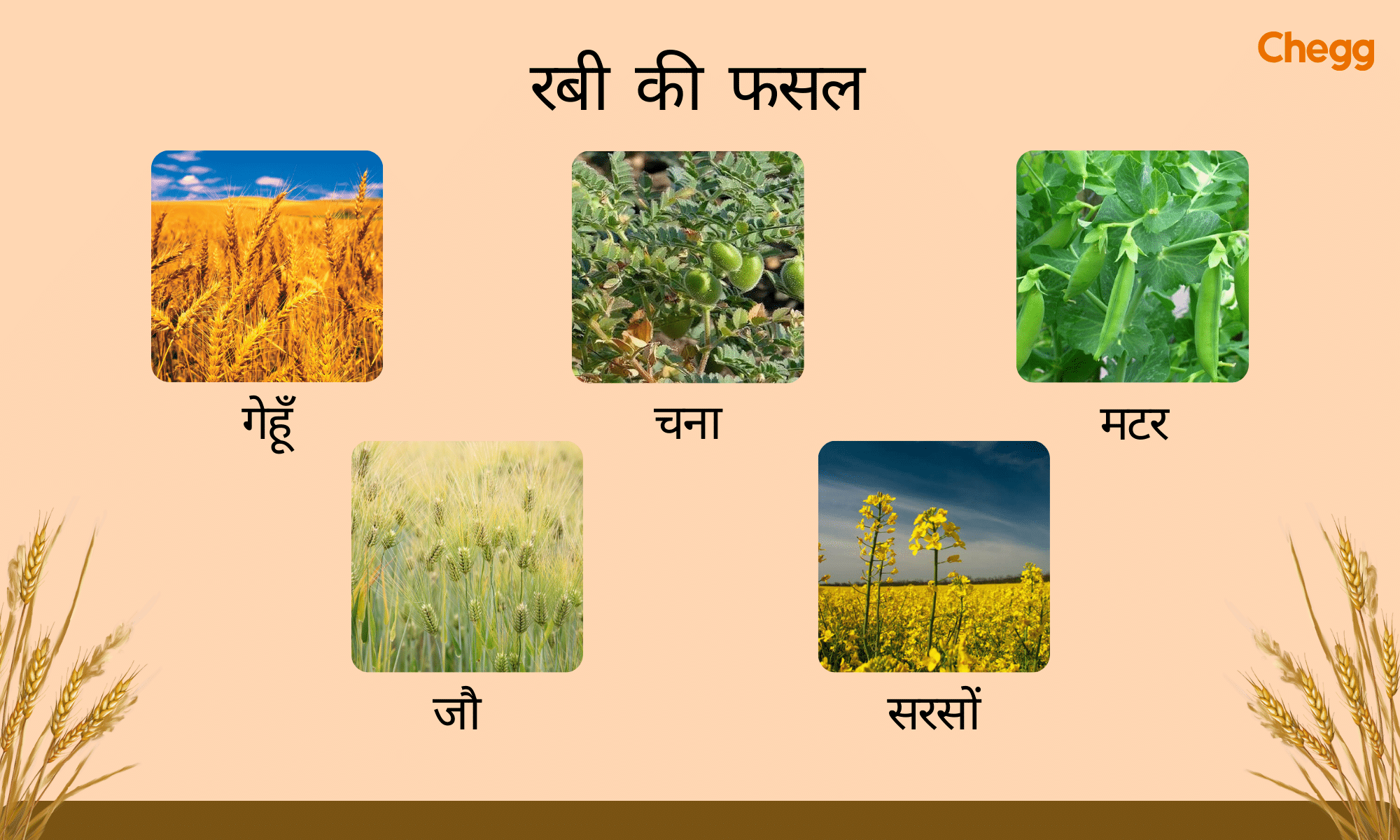 रबी की फसल की सूची: 10 उदाहरण, समय और उत्पादक राज्य