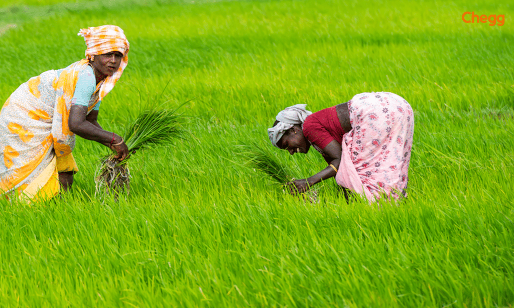 हरित क्रांति क्या है? भारत की कृषि क्रांति (1968), लाभ, हानि