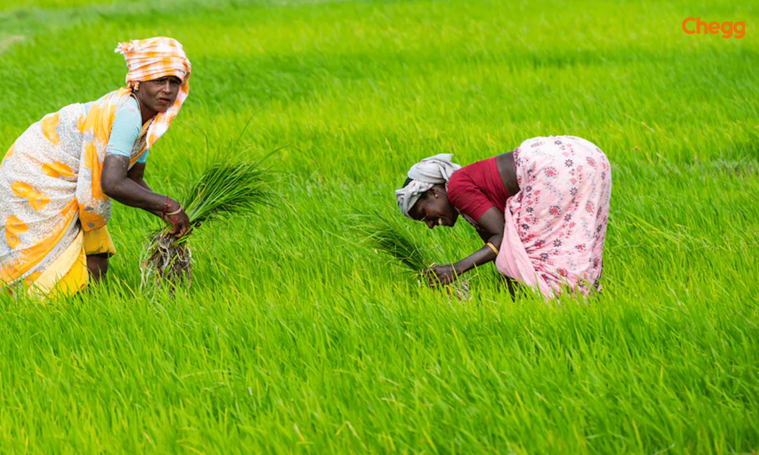 हरित क्रांति क्या है? भारत की कृषि क्रांति (1968), लाभ, हानि