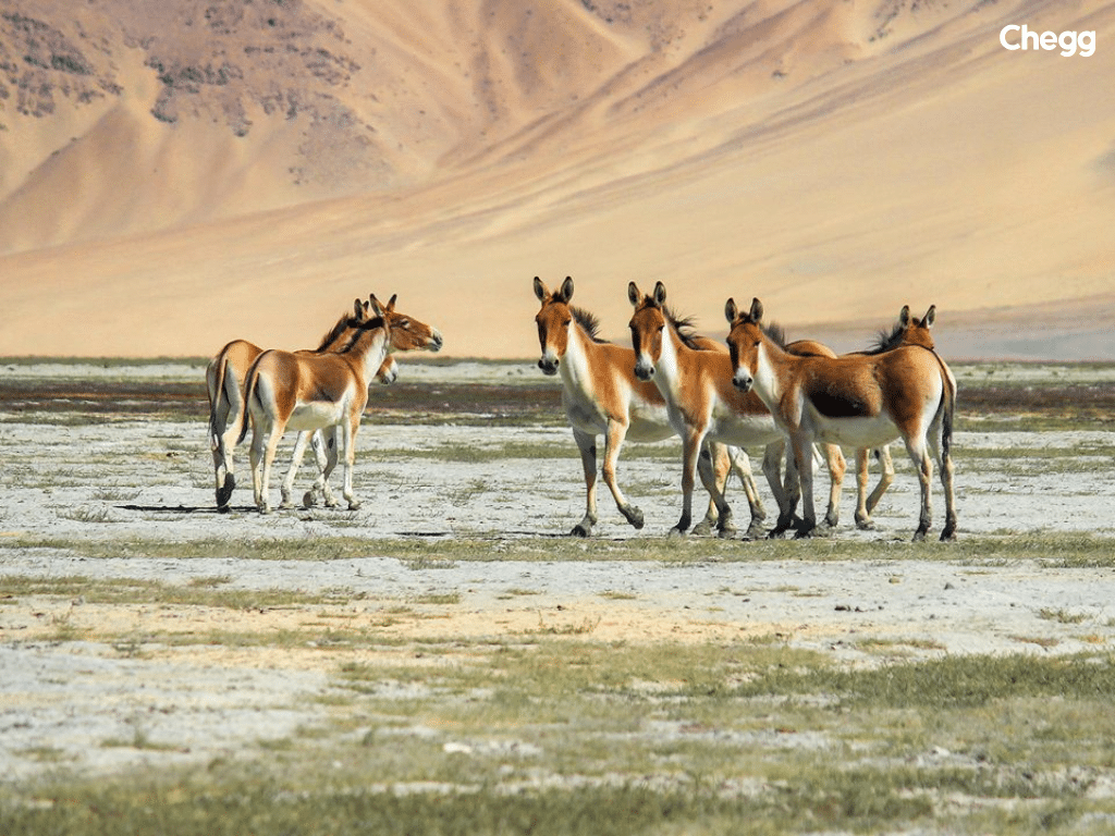 Biggest National Park in India: Your Ultimate 2025 Guide