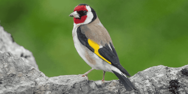 26 Stunning Birds Name with Beautiful Images