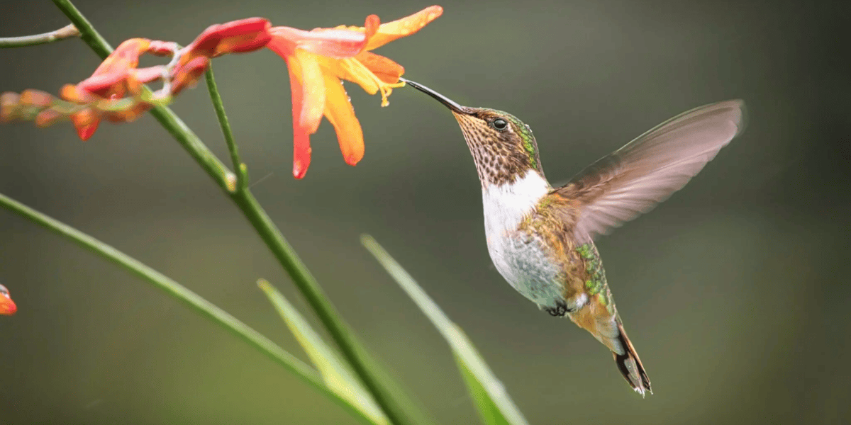 26 Stunning Birds Name with Beautiful Images