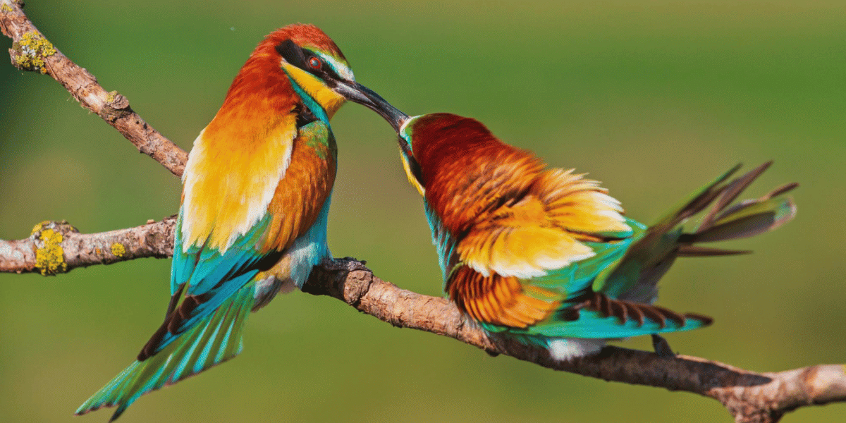 26 Stunning Birds Name with Beautiful Images