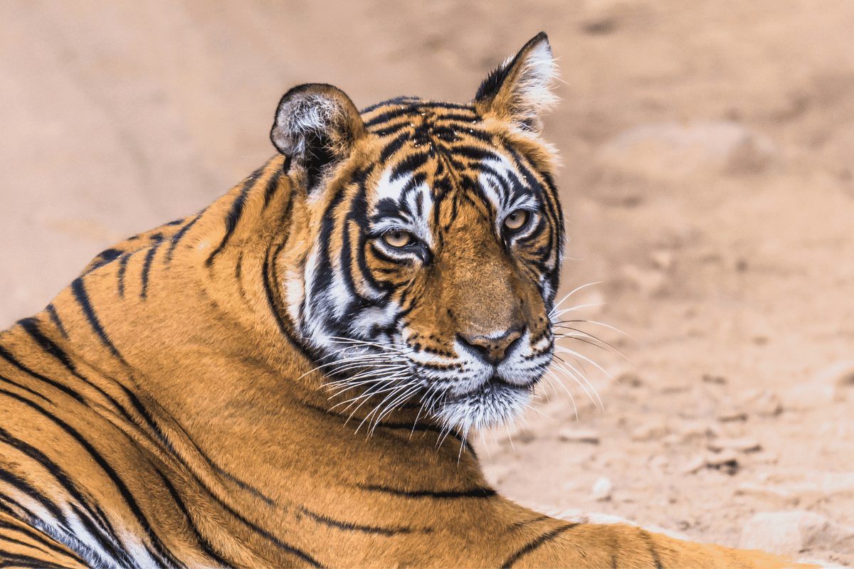 54 Tiger Reserve in India: Epic Wildlife Hotspots