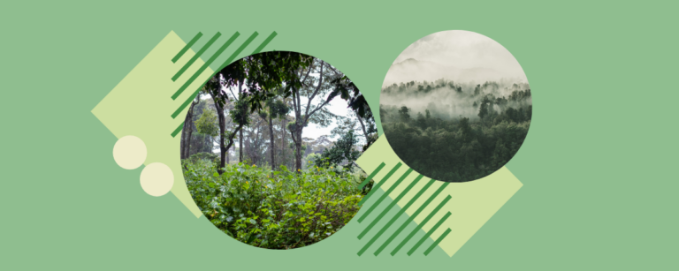 6 Types of Forest in India :Explore Amazing Forests