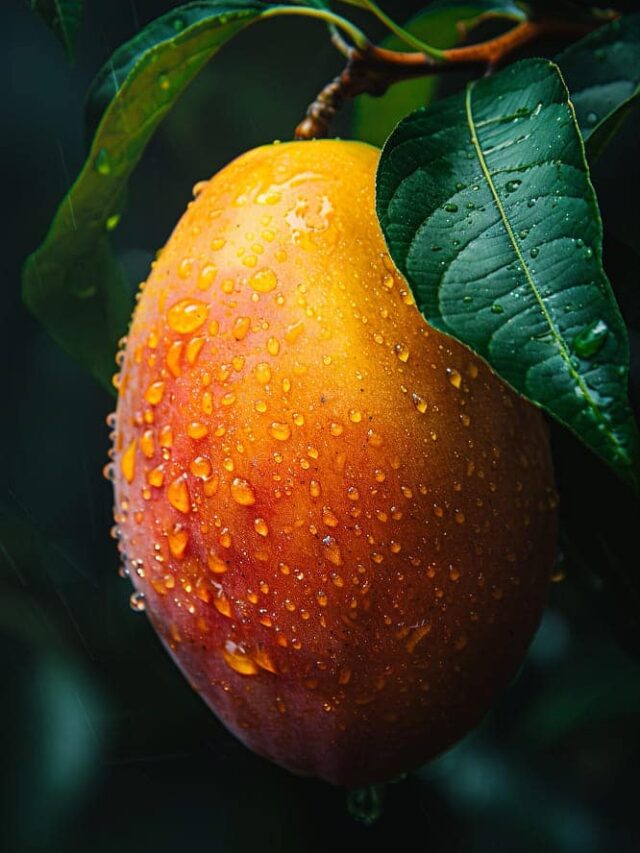 World's Most Expensive Mangoes You Must Know - Chegg India