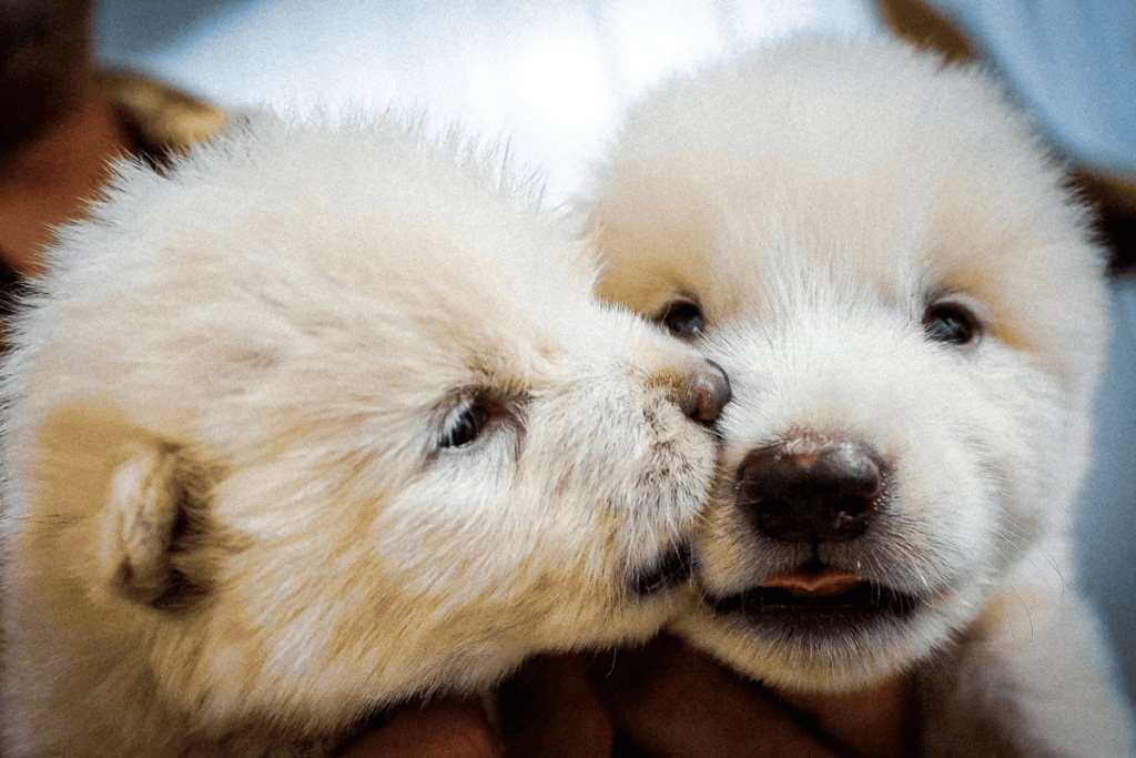 Back from Extinction: Scientists Resurrect The Dire Wolves