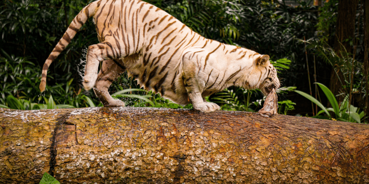 National Animal of India – Royal Bengal Tiger Facts & History