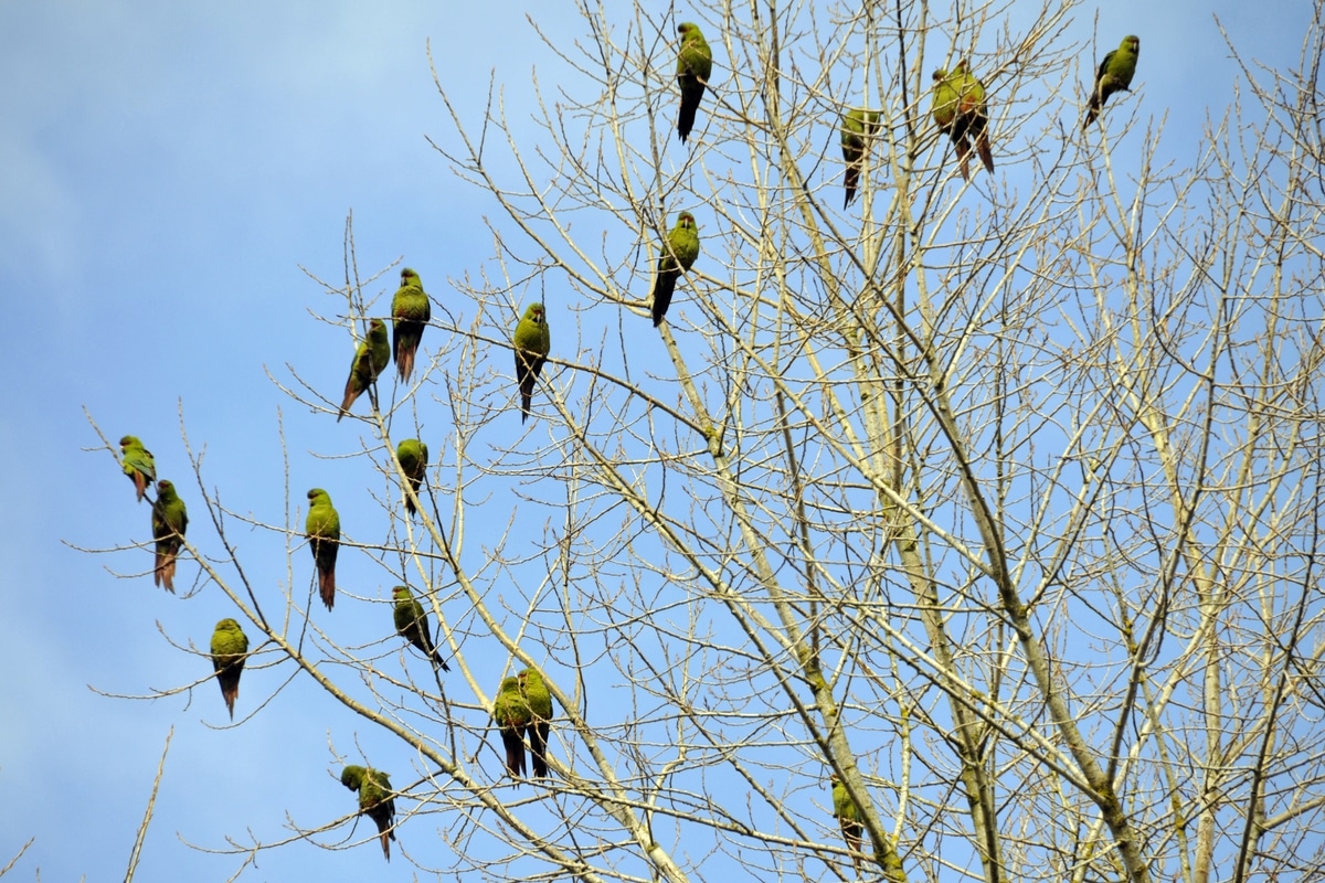 26 Stunning Birds Name with Beautiful Images