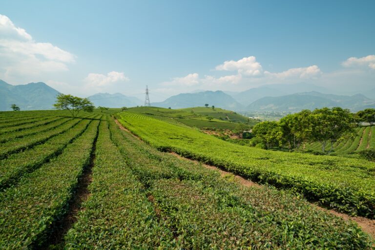 Top 10 Tea Producing States in India (2025)- Production, Map, Facts