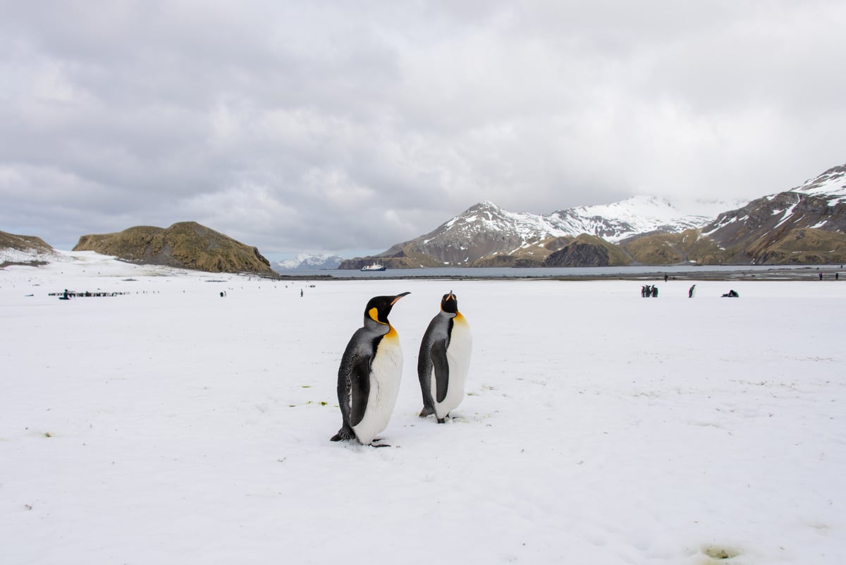 Coldest Country in the World 2024: Which is It & Why?
