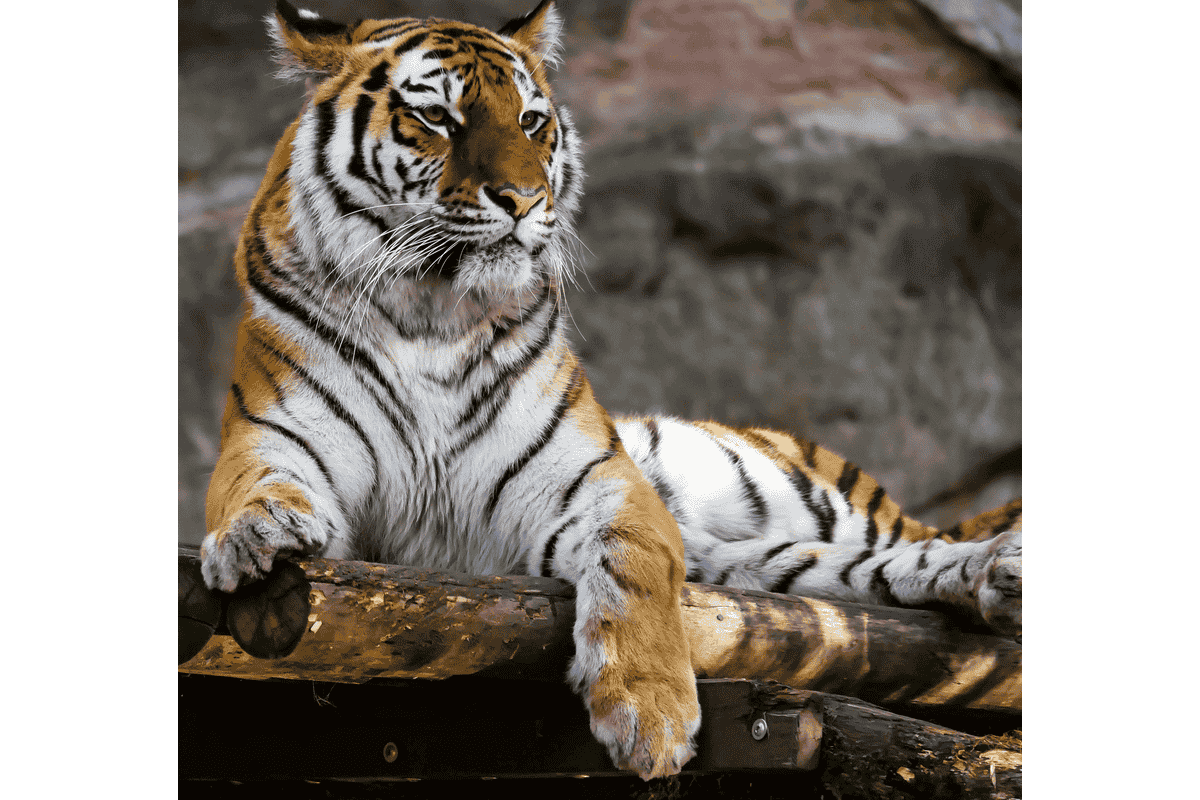 National Animal of India: Top 4 Amazing Reasons