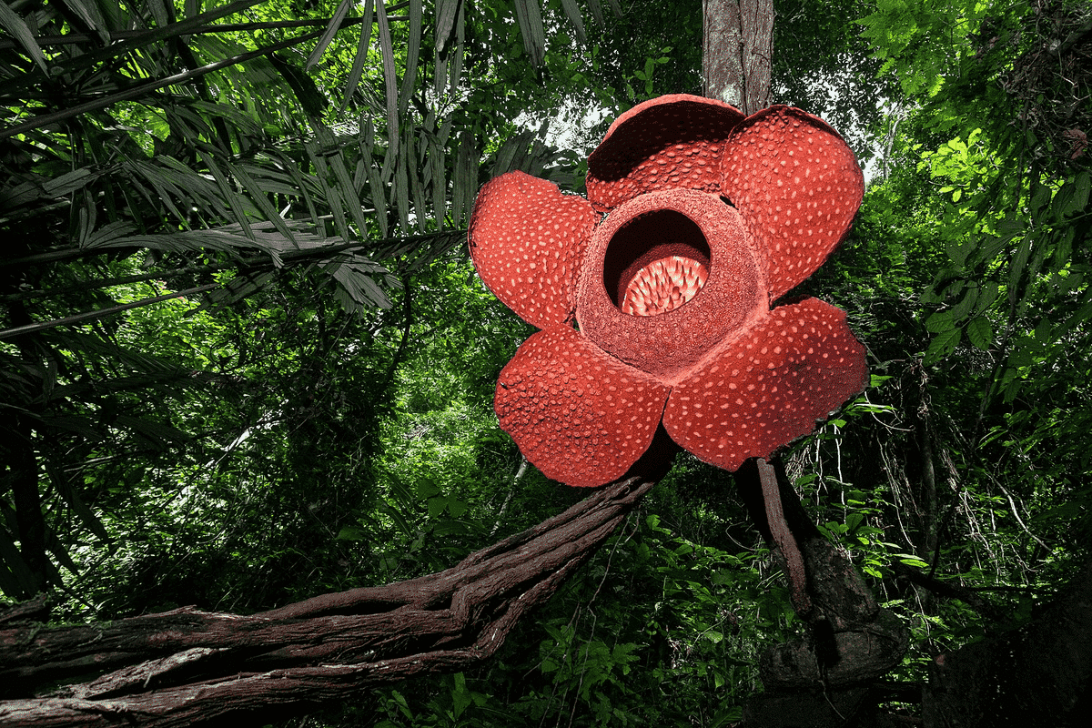 Largest Flower in the World–Size, Facts, and How to See Rafflesia